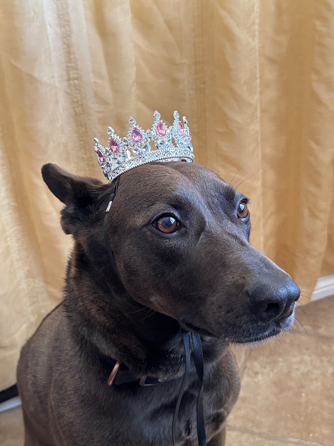 Birthday Crown for Dogs & Cats: Pets Birthday, Puppy - Etsy