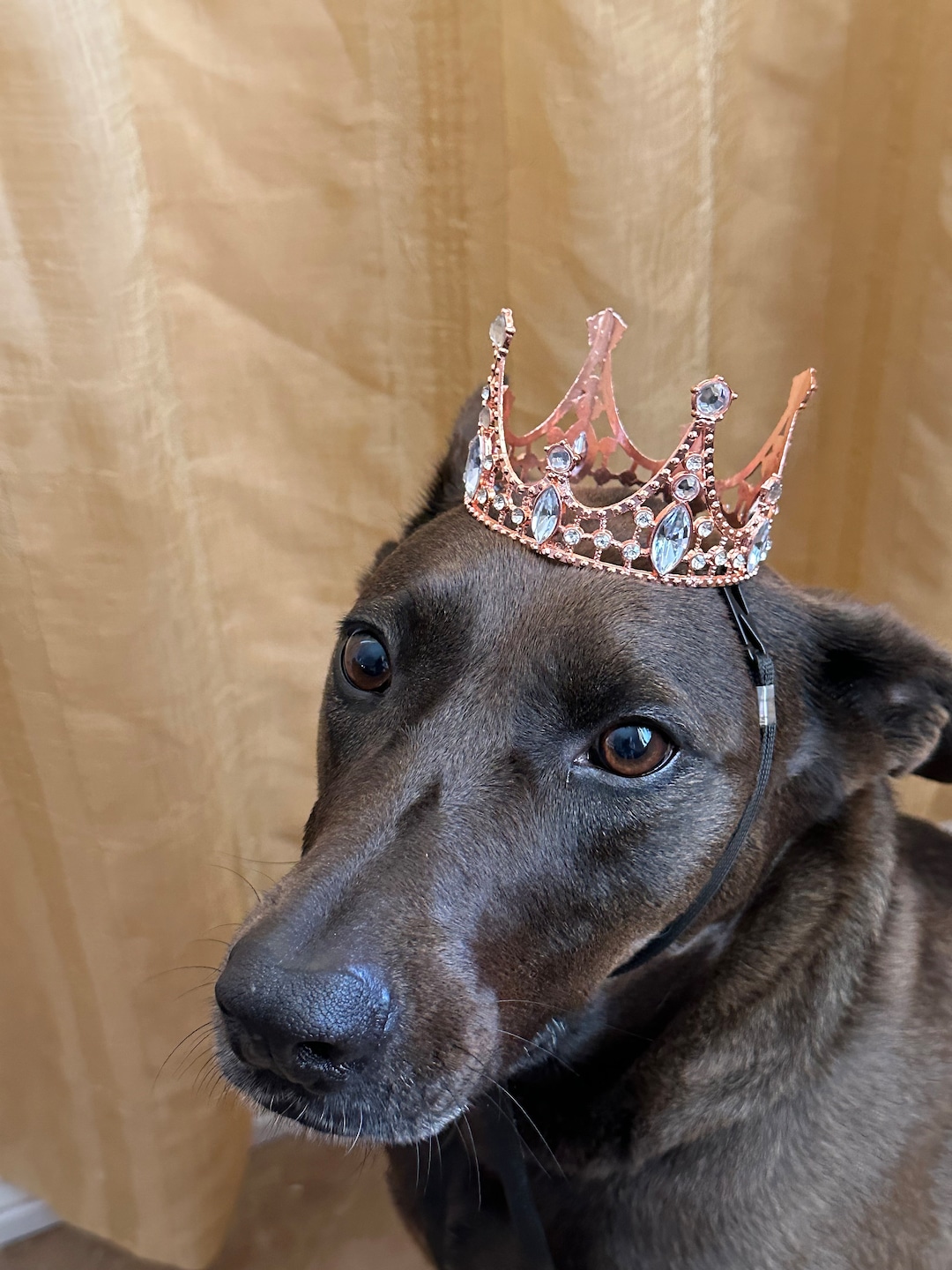 Rose Gold Pet Birthday Crown: for Pets, Dogs Birthday, Cat's, Puppy - Etsy