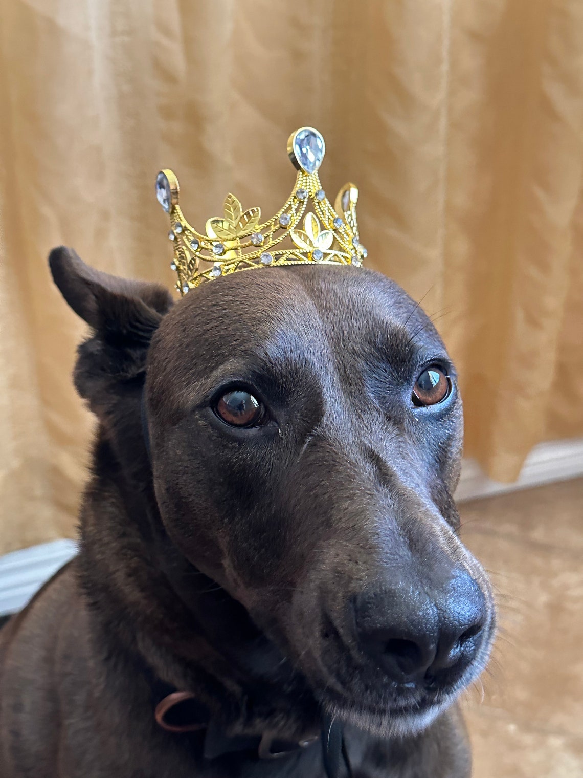 Gold Pet Birthday Crown: for Pets, Dogs Birthday, Cat's, Puppy - Etsy