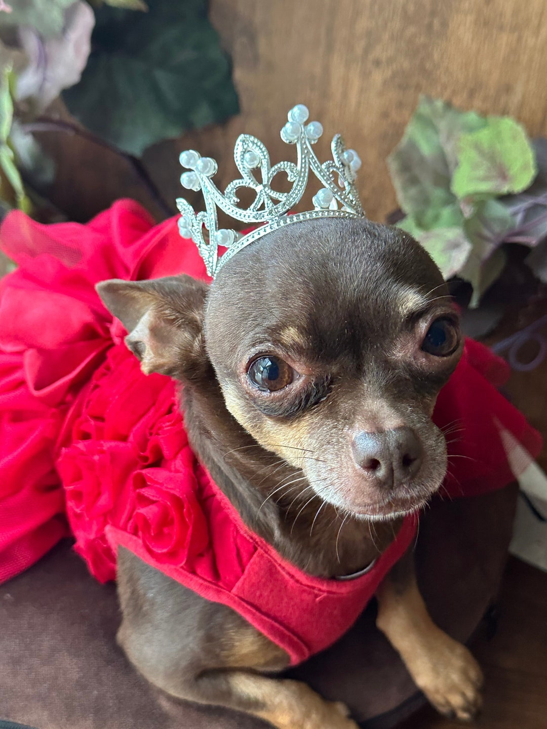 Crowns for Dog Small Dog Crowns Chihuahua Crown Gold Crown for Small ...