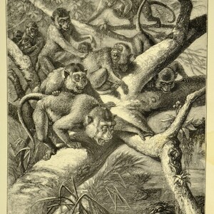 Monkeys KRA or Dog Like Macaque - Wood Engraved Print 1880s Animate ...