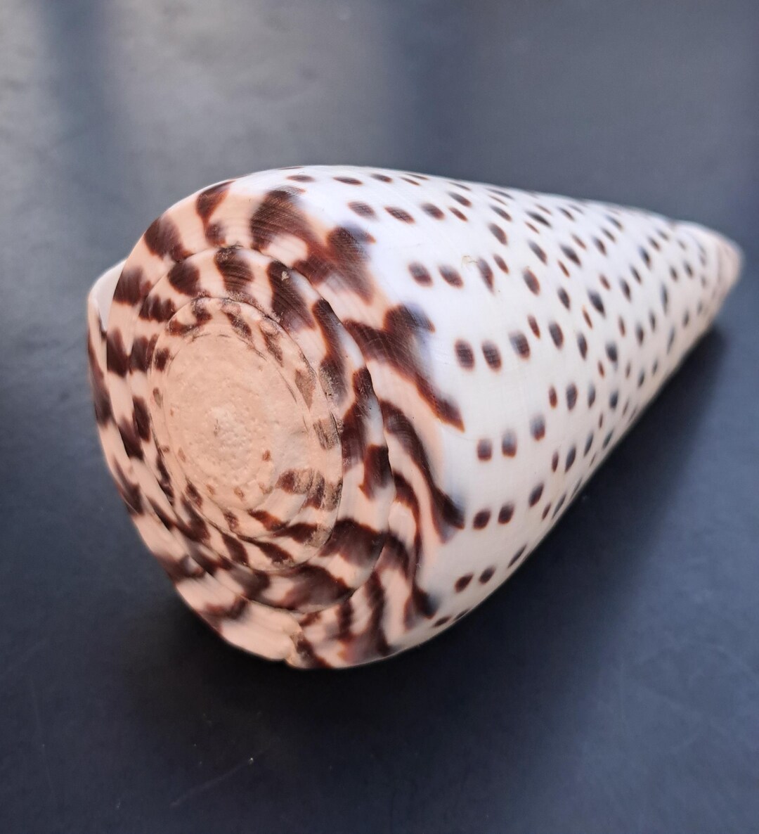Leopard Cone Seashell Large 4" Conus Leopardus Florida Beach House ...