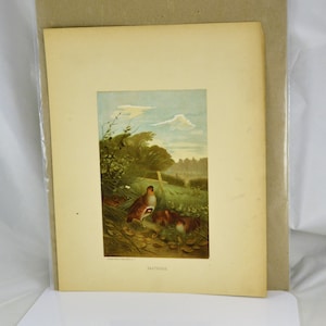Partridge Quail - Animate Creation - 1880s Chromolithograph by Louis ...