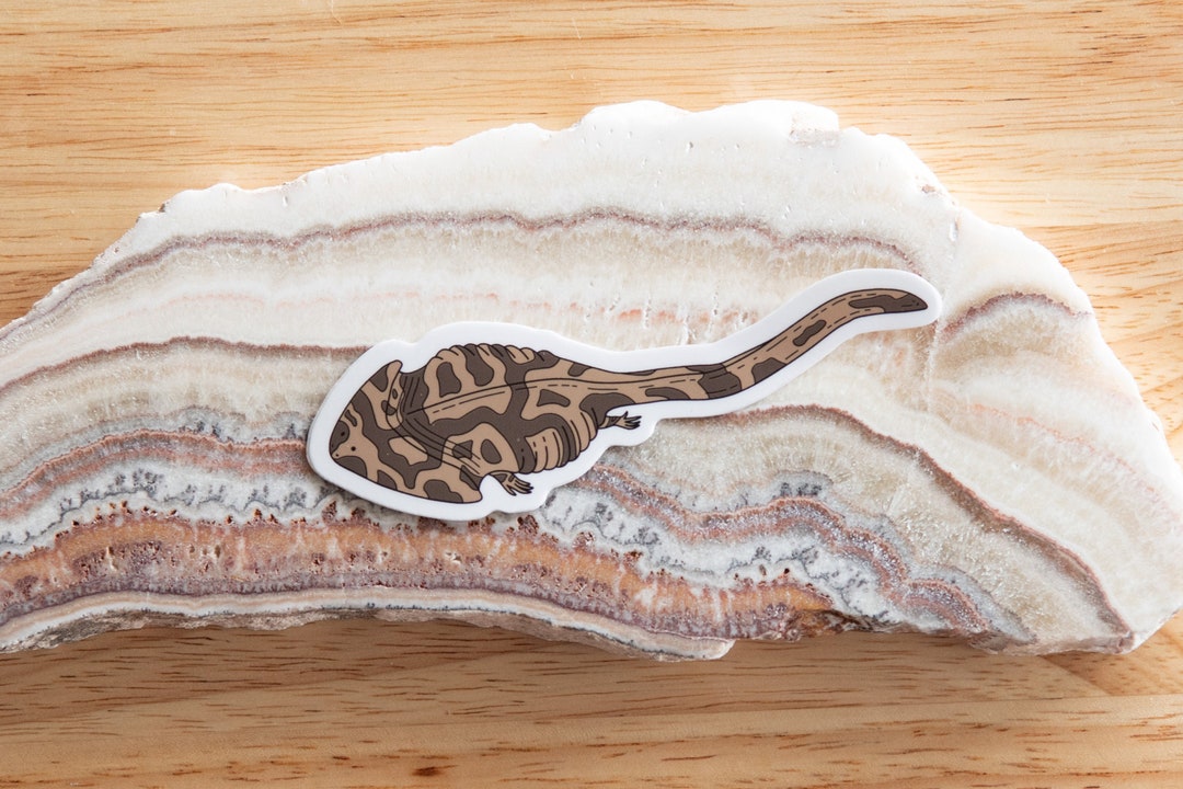 Diplocaulus Sticker, Vinyl Sticker, Paleo Sticker - Etsy