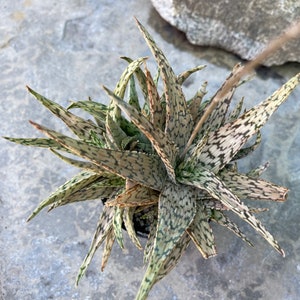 Aloe lizard Lips LIVE PLANT 3 Aloe Hybrid - Etsy
