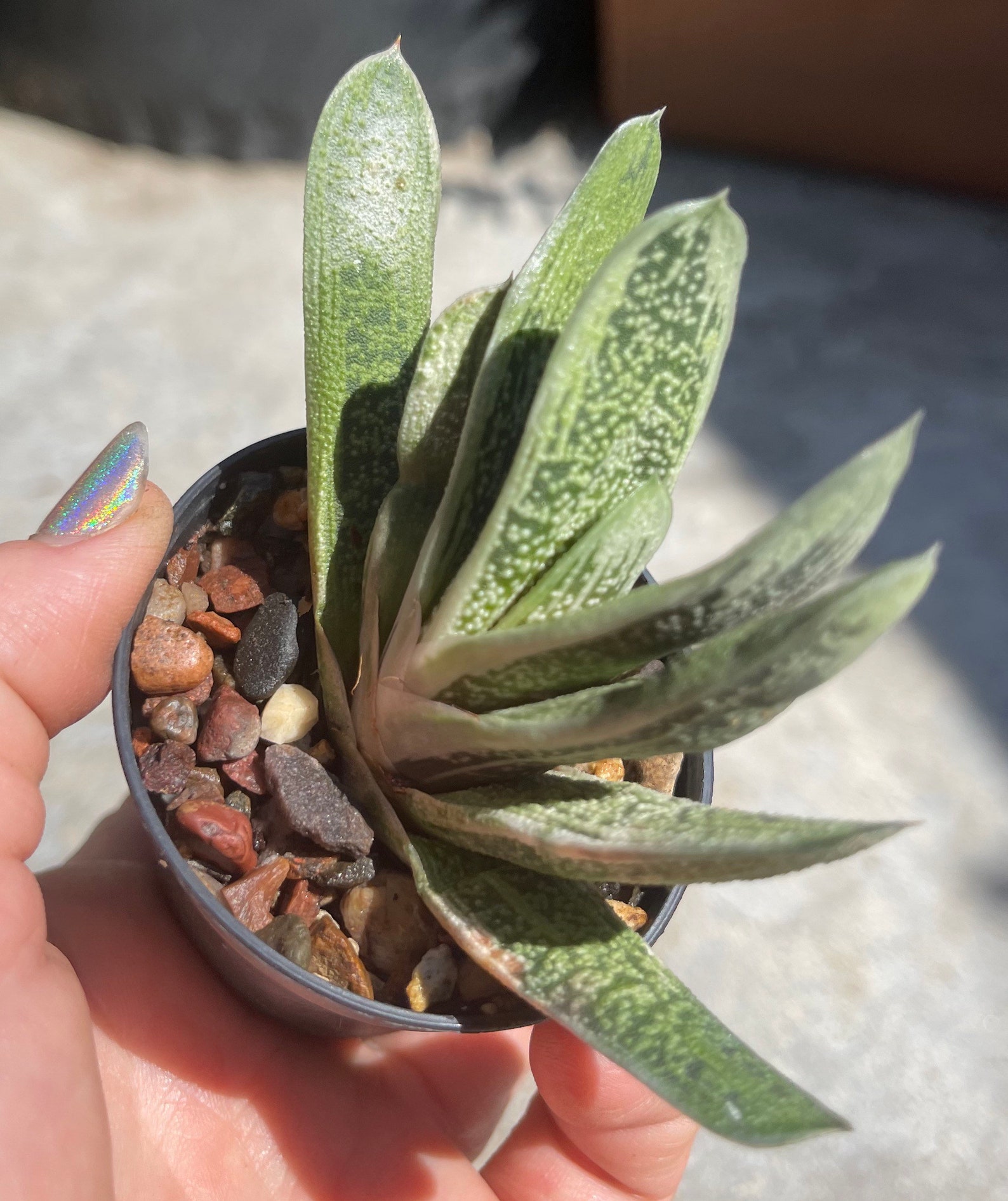 Gasteria little warty 2 LIVE PLANT | Etsy