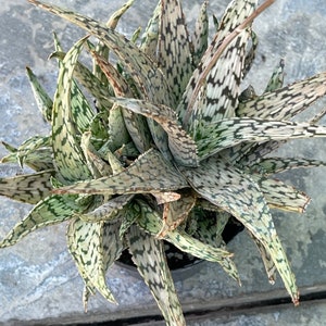 Aloe lizard Lips LIVE PLANT 3 Aloe Hybrid - Etsy