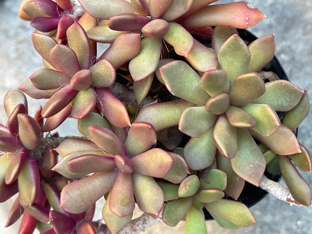 Anacampseros Rufescens sunrise From SEED LIVE PLANT - Etsy