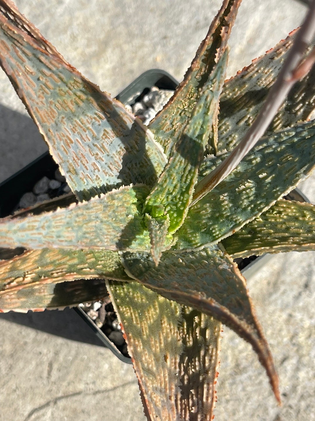 Aloe silver Ridge LIVE PLANT 3 - Etsy