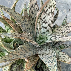 Aloe lizard Lips LIVE PLANT 3 Aloe Hybrid - Etsy