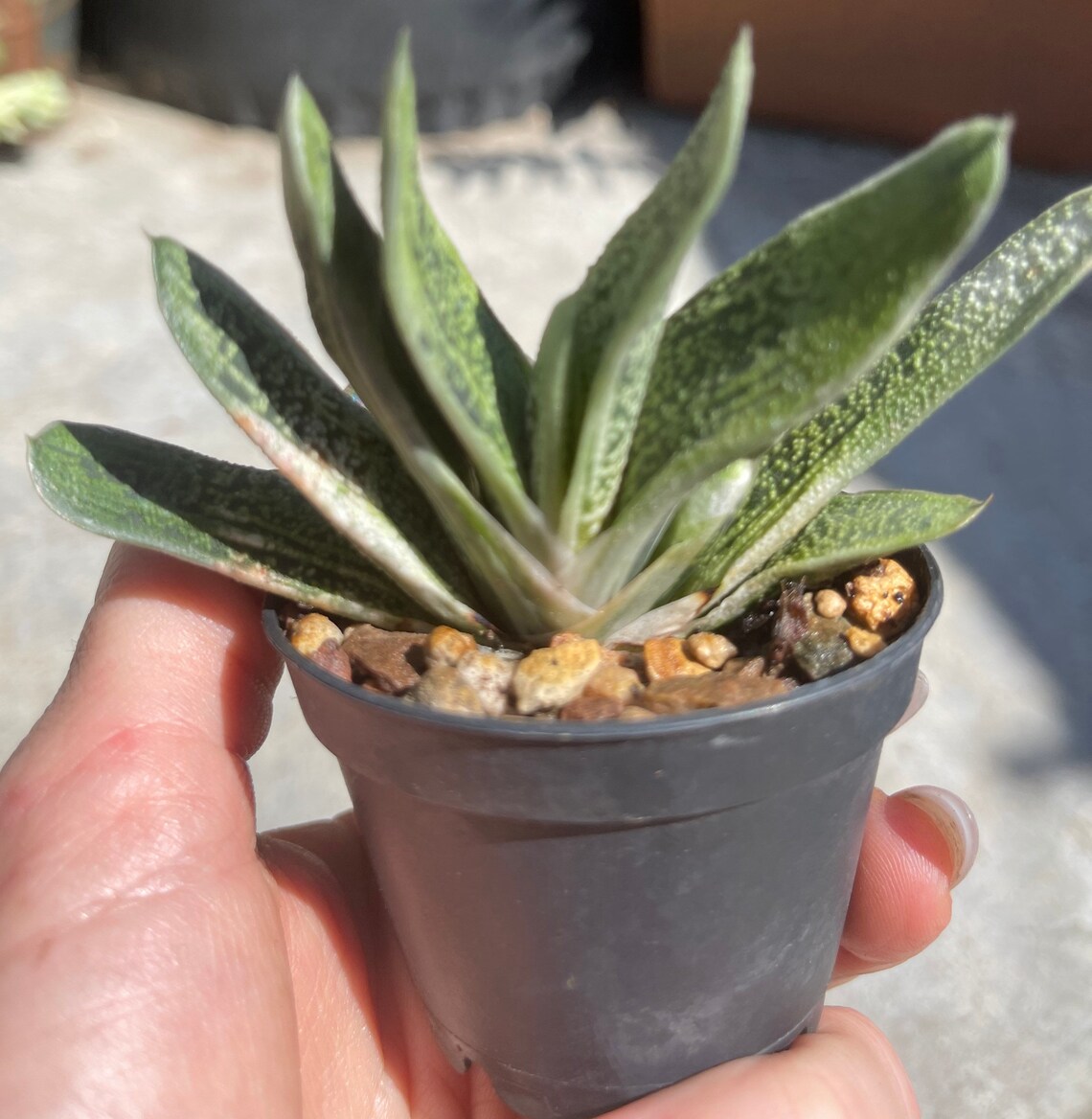 Gasteria Little Warty 2 LIVE PLANT - Etsy