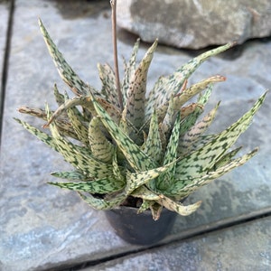 Aloe lizard Lips LIVE PLANT 3 Aloe Hybrid - Etsy