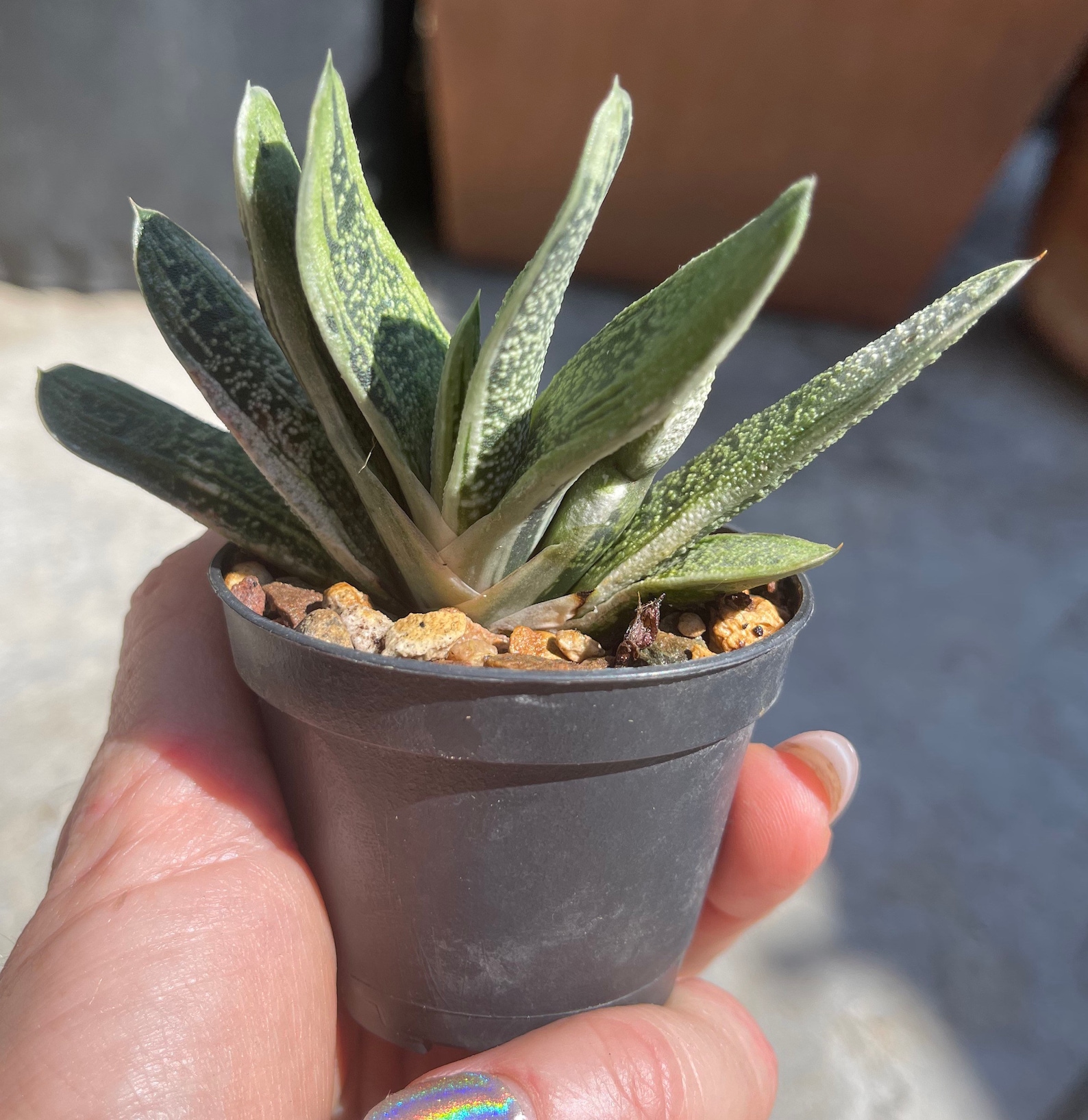 Gasteria little warty 2 LIVE PLANT | Etsy