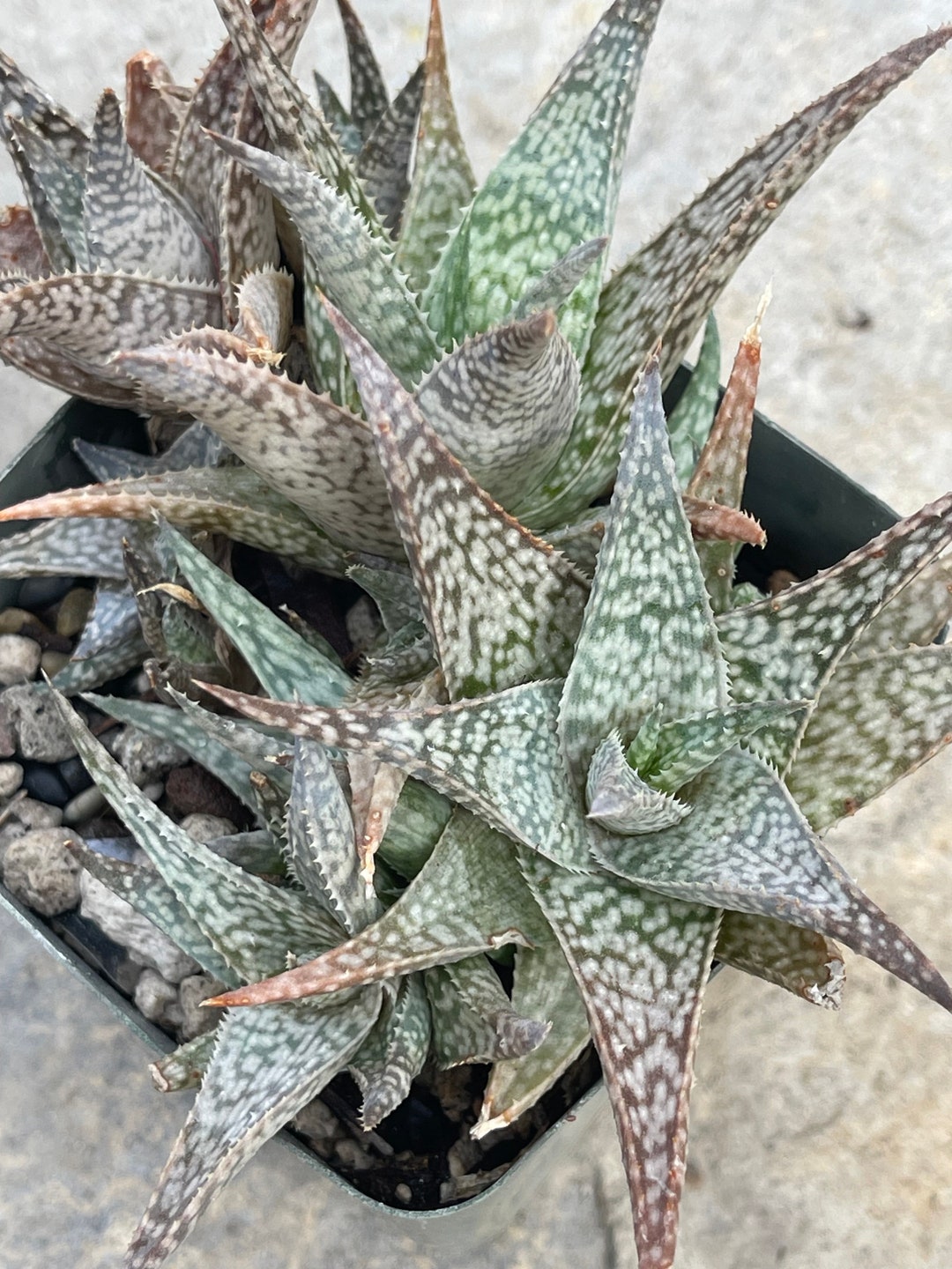 Aloe white Fox 3 LIVE PLANT - Etsy