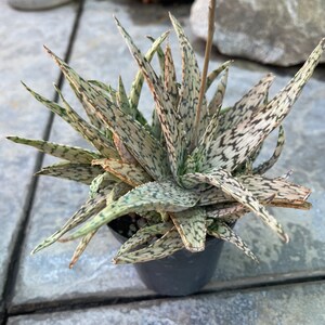 Aloe lizard Lips LIVE PLANT 3 Aloe Hybrid - Etsy