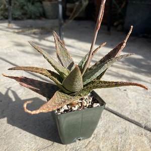 Aloe silver Ridge LIVE PLANT 3 - Etsy