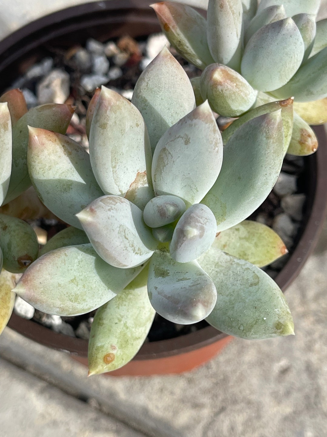 Pachyphytum 3 Moonstone Plant LIVE PLANT - Etsy