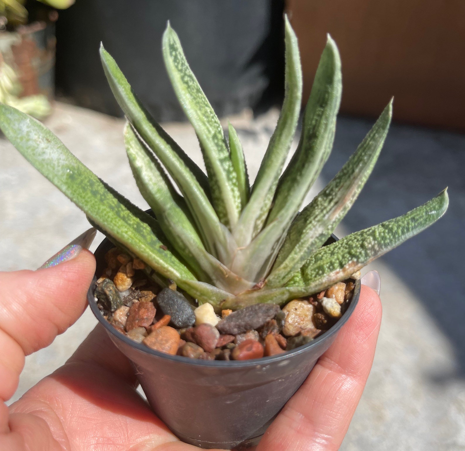 Gasteria little warty 2 LIVE PLANT | Etsy