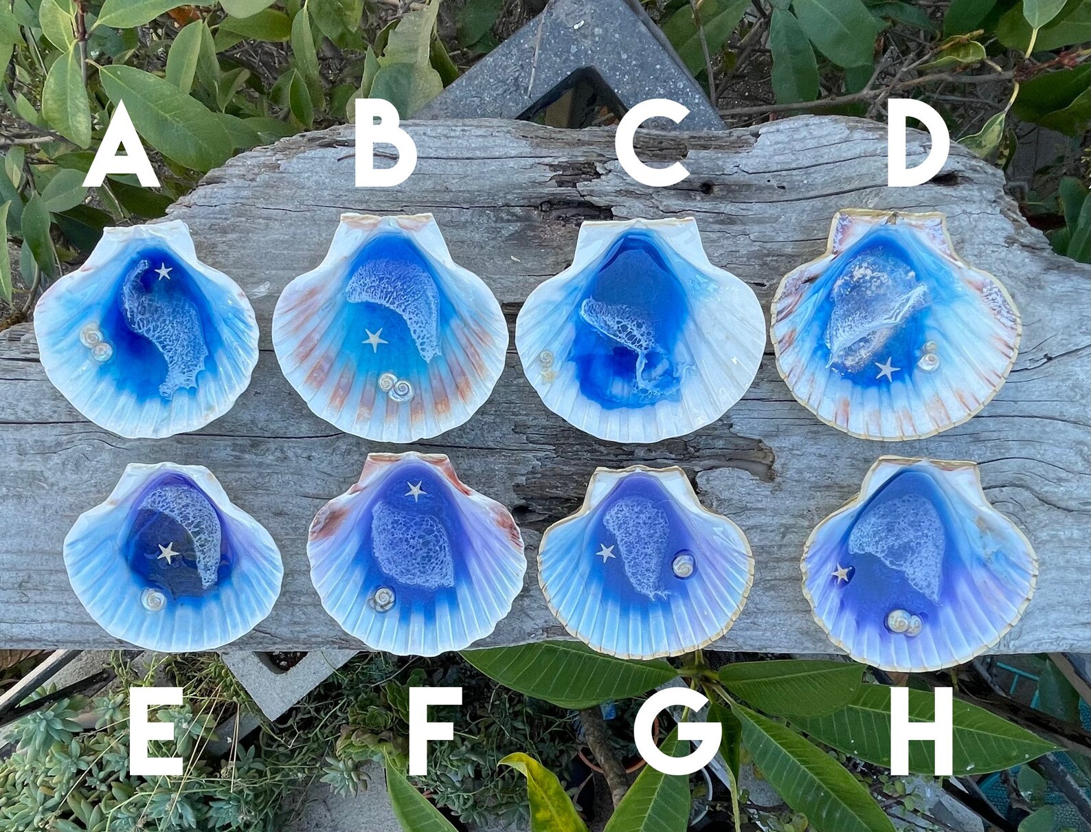 Real Seashell Beach Scene Jewelry Dish With Ocean Waves - Etsy