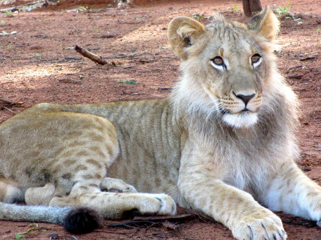 Terry the Lion - Gallery Wrapped Photo Canvas Print - Etsy