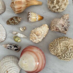 Lot of 30+ Various Seashells - Etsy