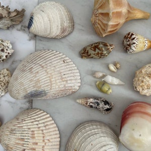Lot of 30+ Various Seashells - Etsy