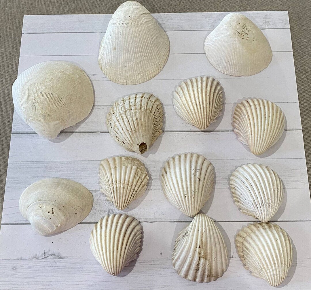 Lot of 12 Natural Lion Paw Scallop Shell Nautical Dish Coastal Seashell ...