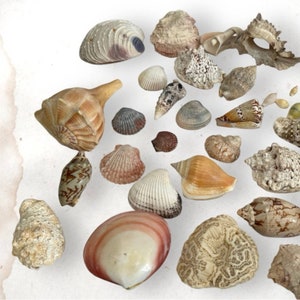 Lot of 30+ Various Seashells - Etsy