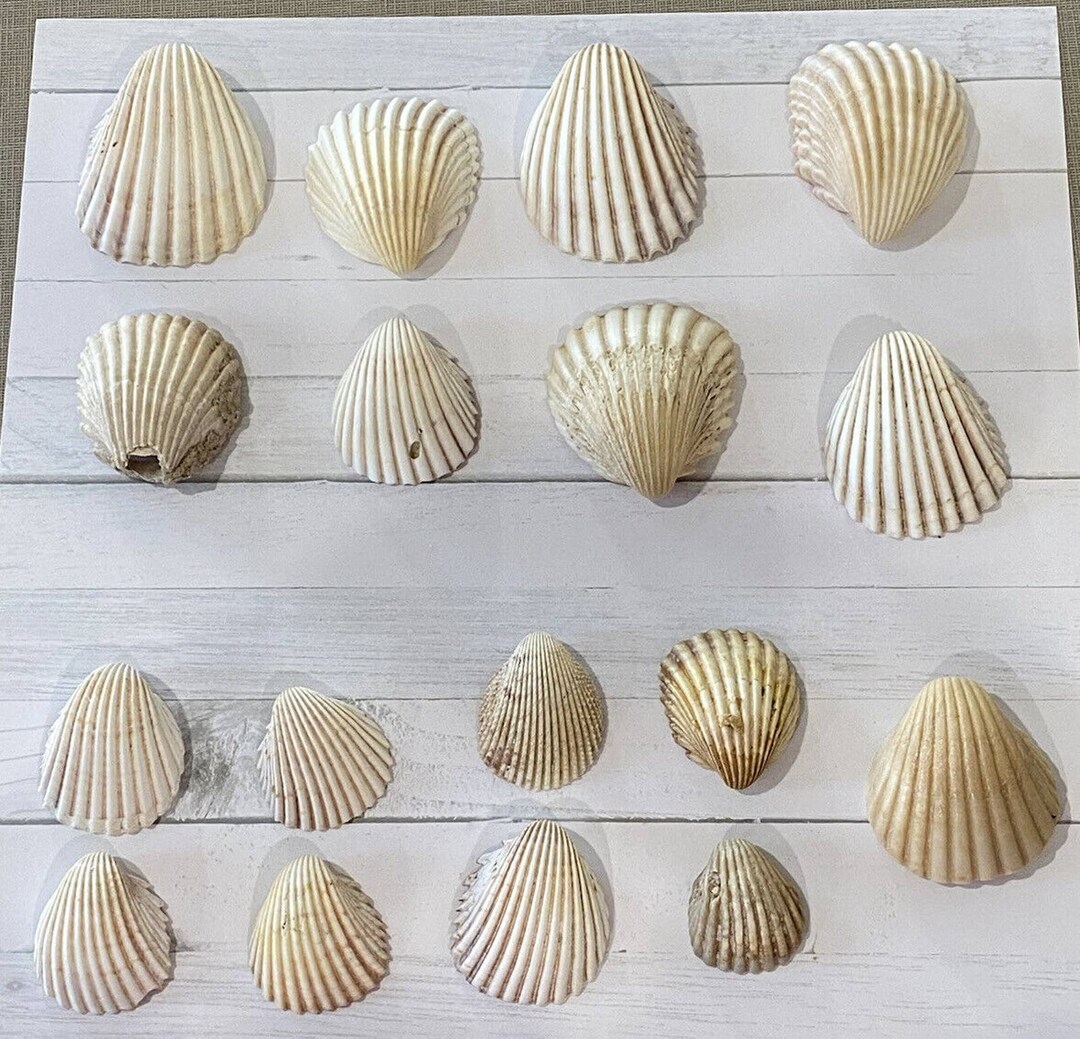 Lot of 17 Cockle Shells Sea Shells for Crafting Hand Collected Deep ...