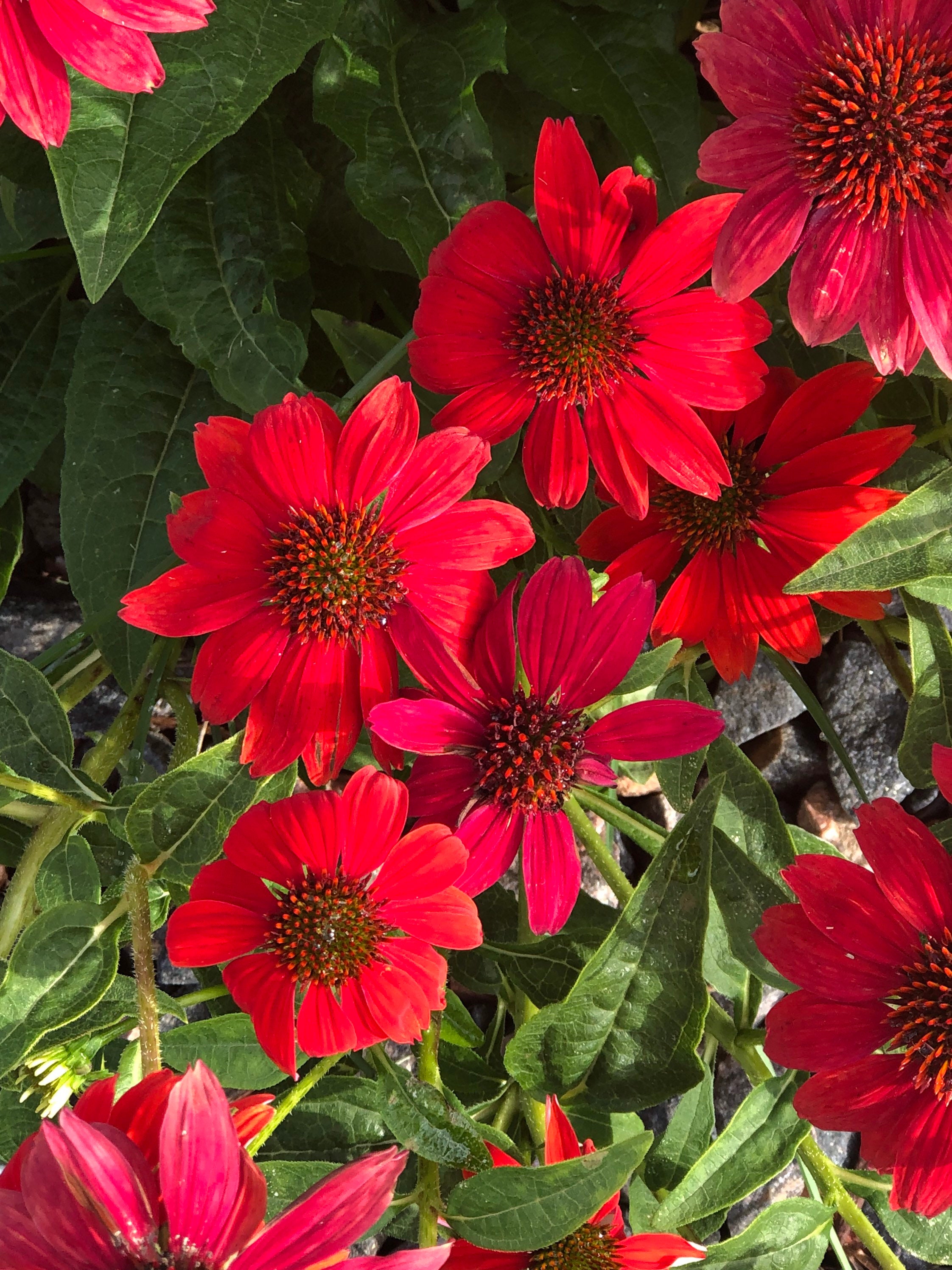 Red Coneflower echinacea seeds US grown | Etsy