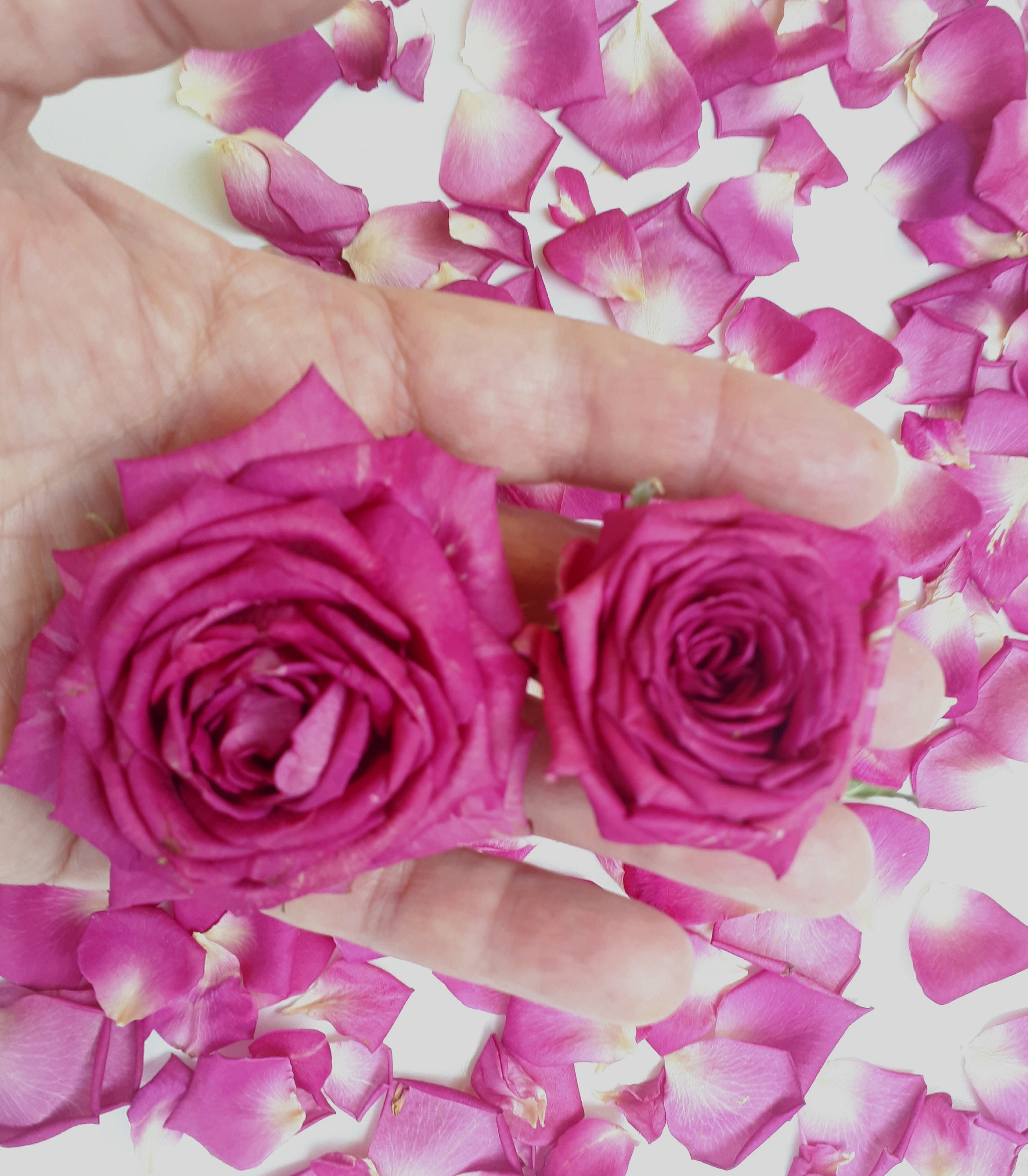 Freeze-dried Rose Heads. Lovely for Decoration in Many Ways . - Etsy