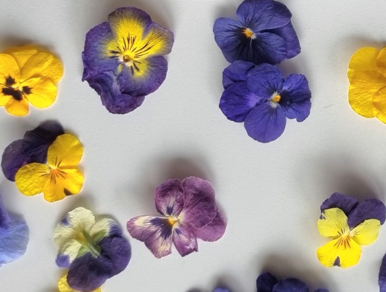 60 Edible Freeze-dried Pansies: Organic Cake & Drink Toppers - Etsy