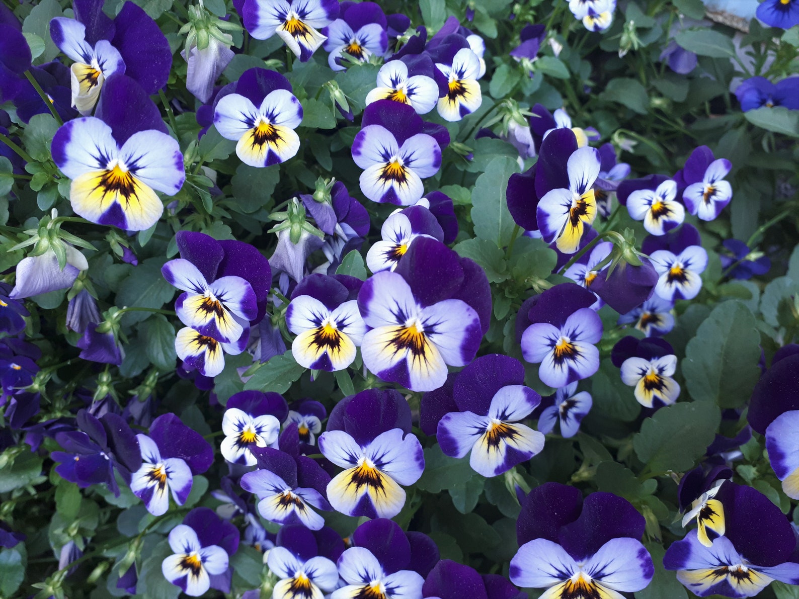 Edible Dried Pansies. High Quality for Wedding Decorations - Etsy