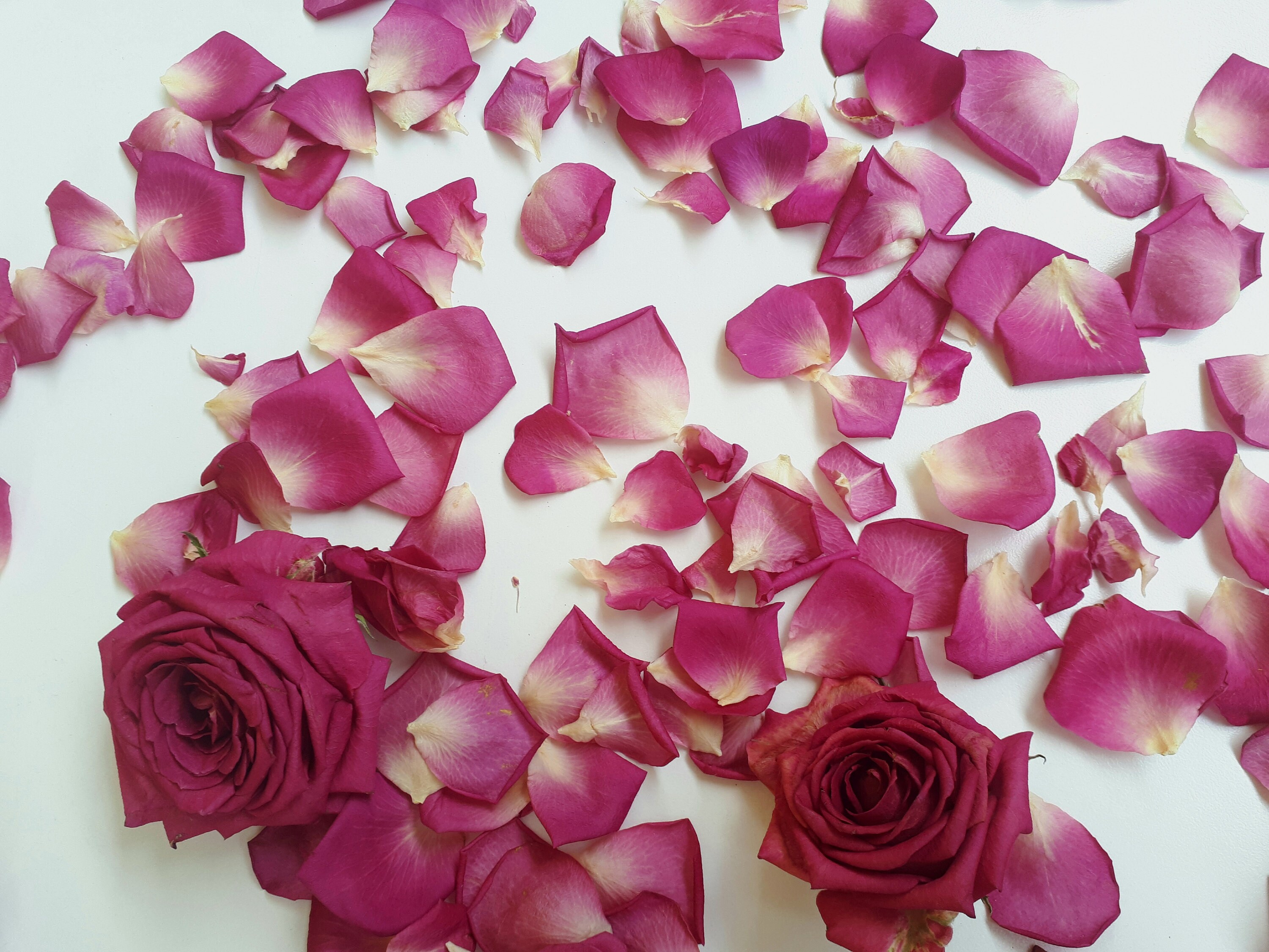 Freeze-dried Rose Heads. Lovely for Decoration in Many Ways . - Etsy