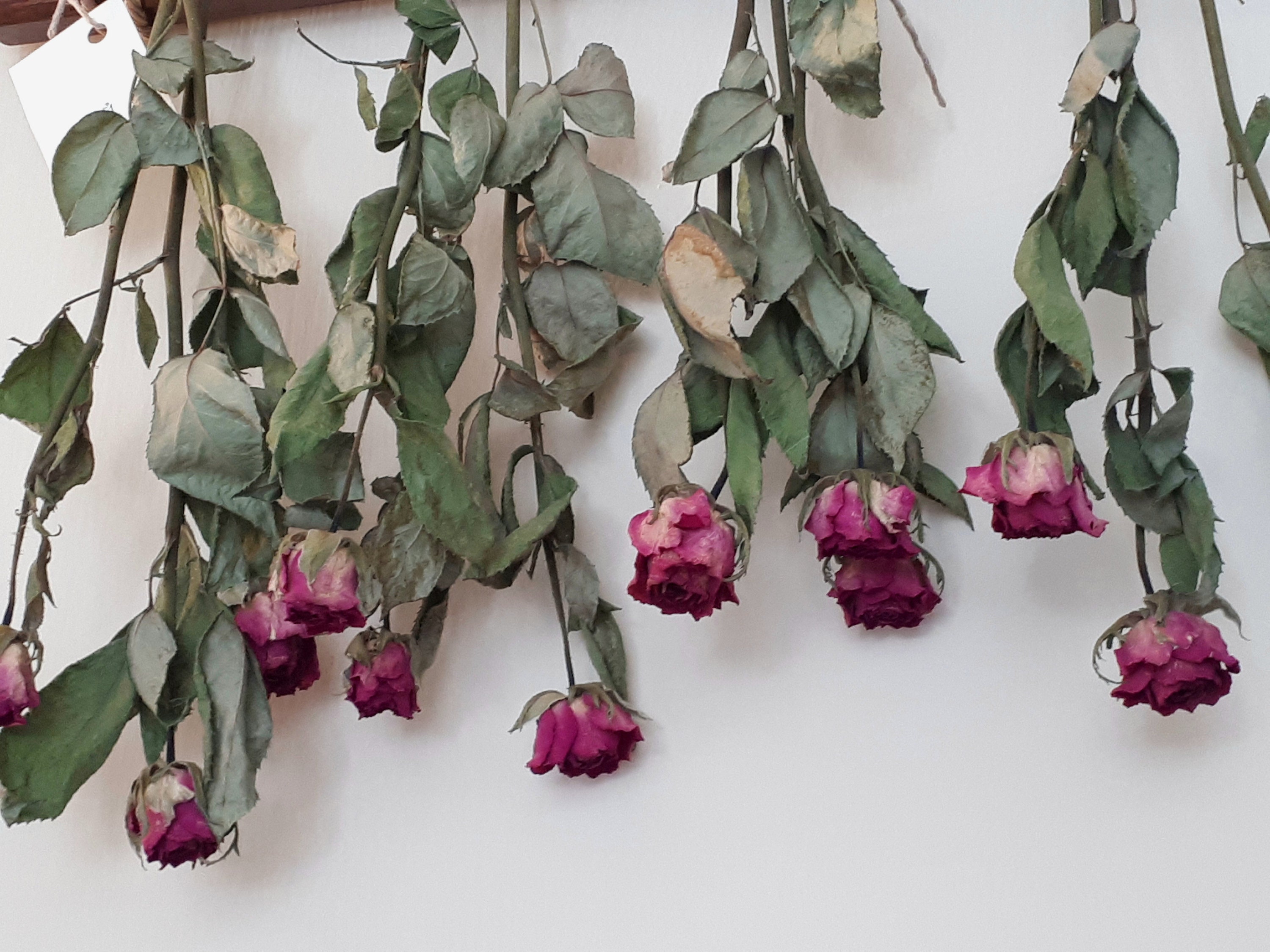 Dried flower wall hanging. Dried Roses Wall hanging Decor. | Etsy
