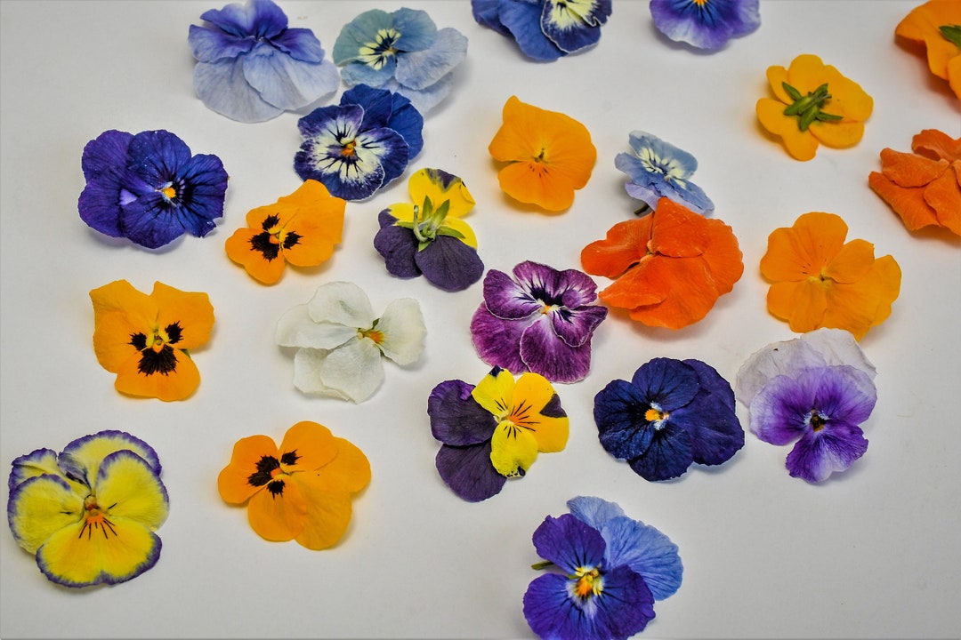 60 Dried Edible Viola, Lovely for Drink Toppers, Cake Decorations ...