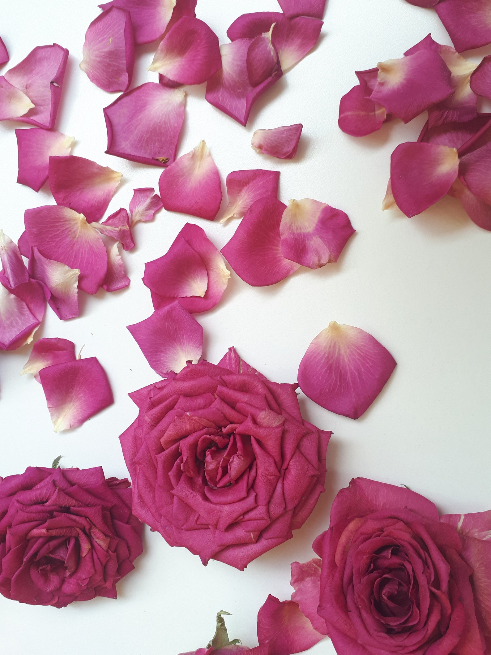 Freeze-dried Rose Heads. Lovely for Decoration in Many Ways . - Etsy