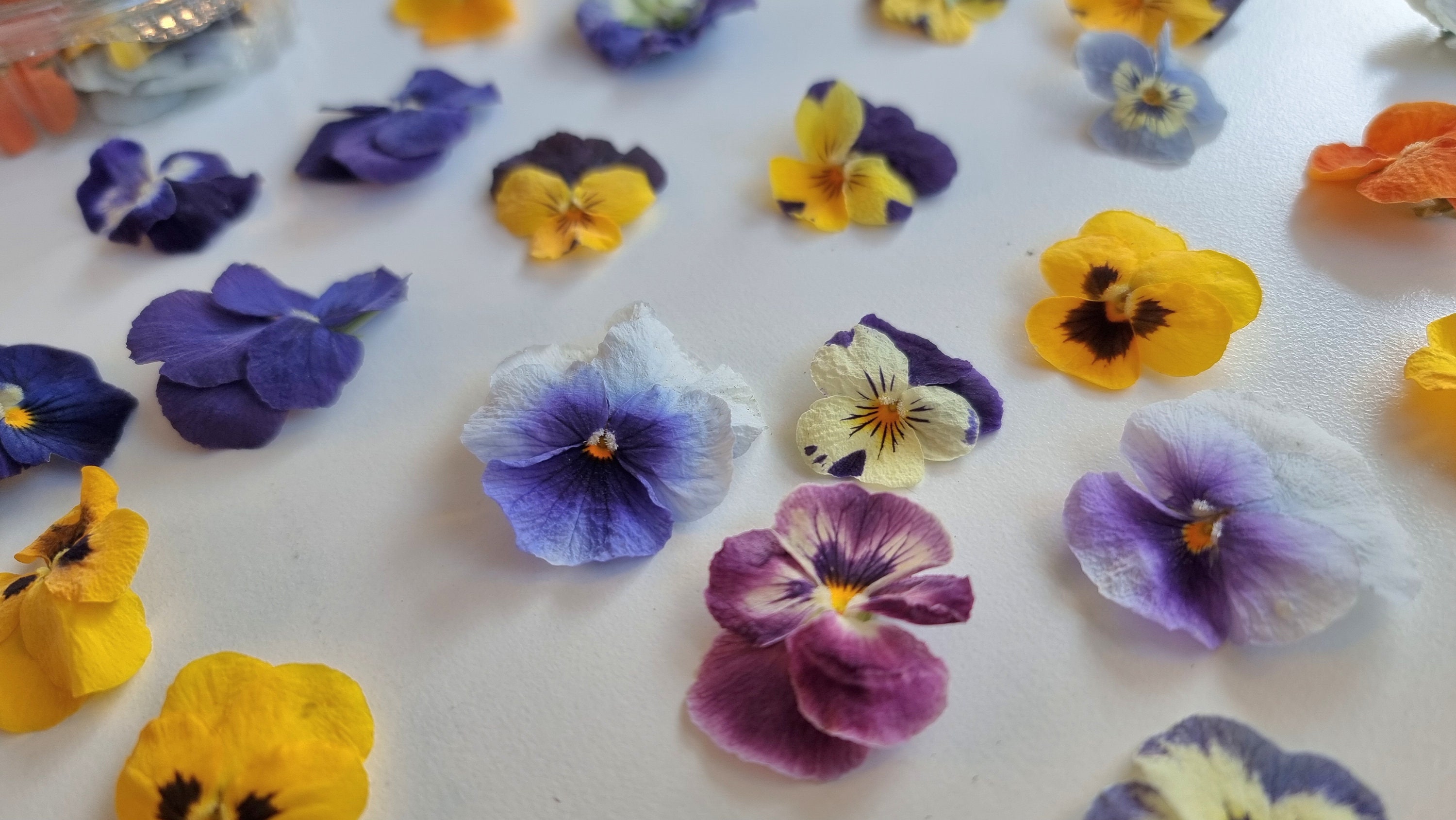 60 Edible Freeze-dried Pansies: Organic Cake & Drink Toppers - Etsy