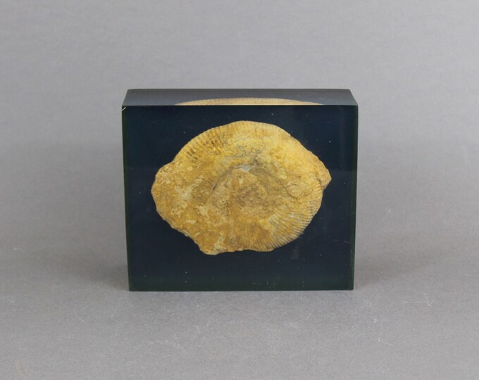 Vintage 1970s Resin Inclusion Sculpture, With an Ammonite Fossil ...