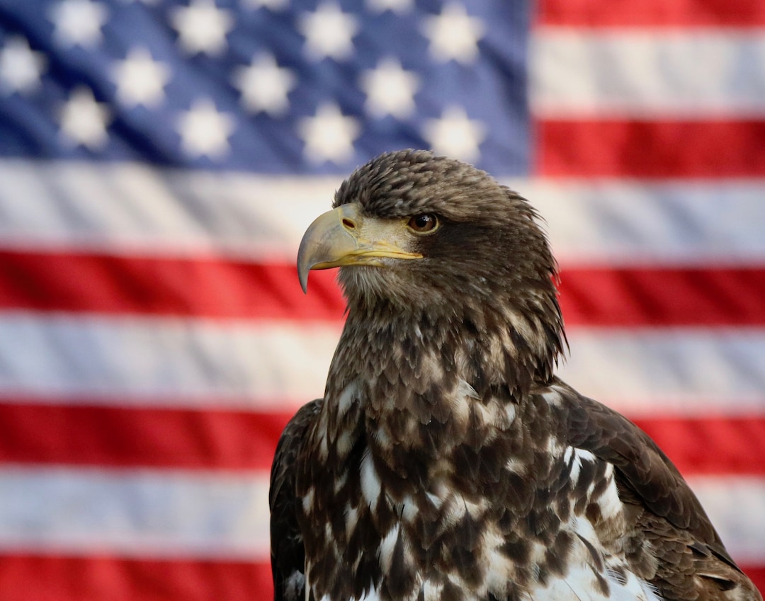 National Symbols - Nothing Says America Like Our Flag and National Bird ...