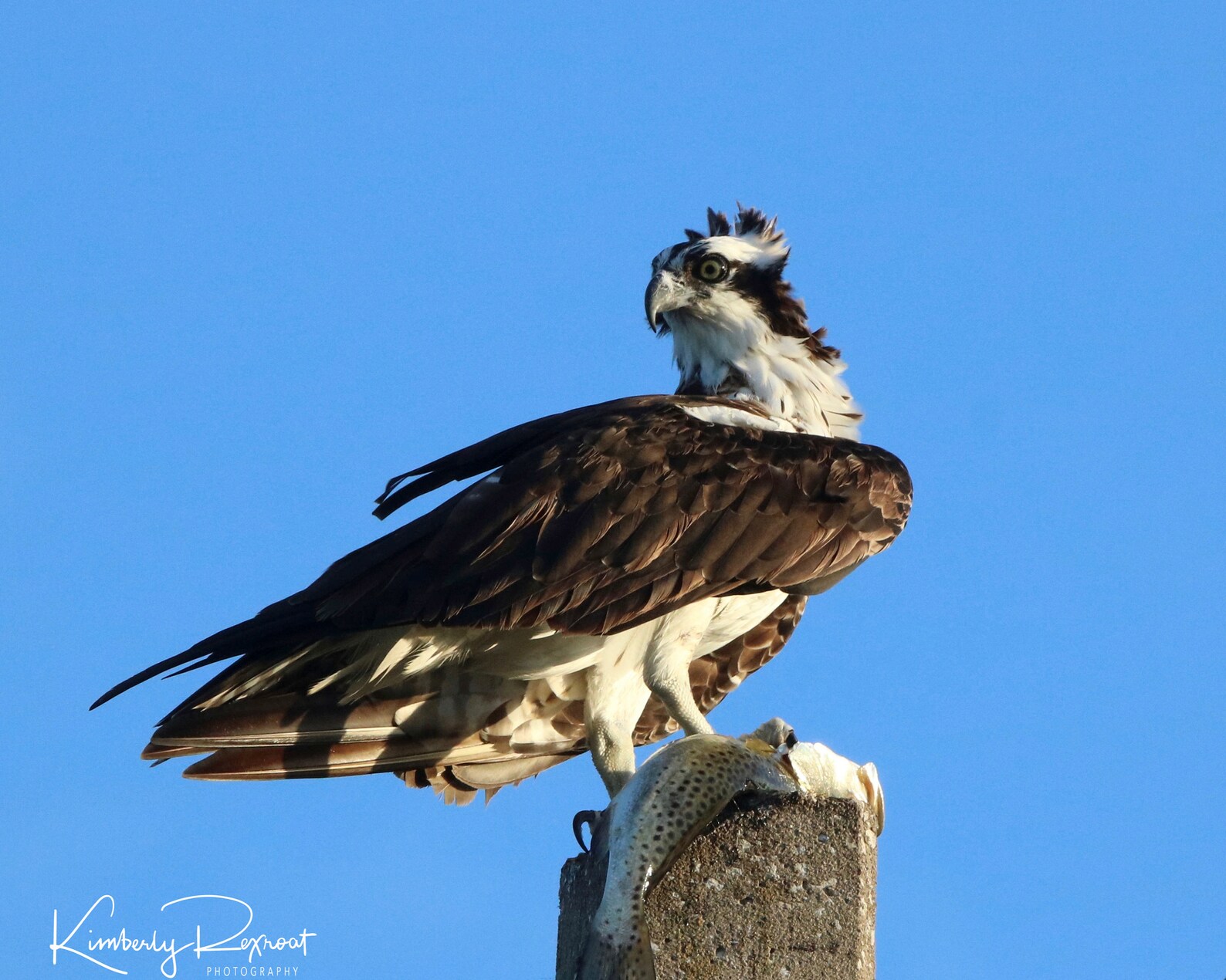 Lunch Time - Osprey Enjoying a Nice Fish for Lunch - Etsy