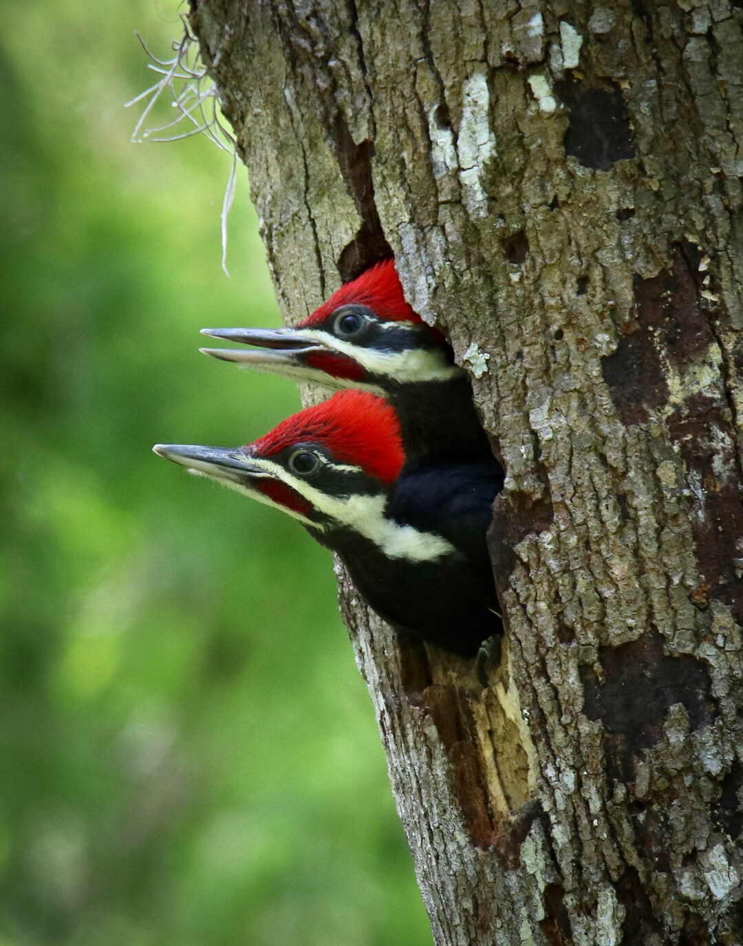 Pileated Woodpecker (juvenile) Photo - Etsy