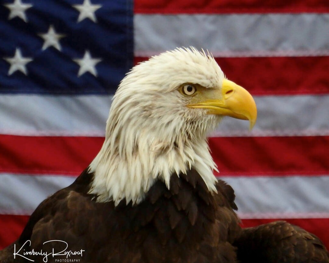 National Symbols - Nothing Says America Like Our Flag and National Bird ...