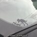 T-rex Sticker, Car Window Sticker, Tyrannosaurus Rex Sticker, Dinosaur ...