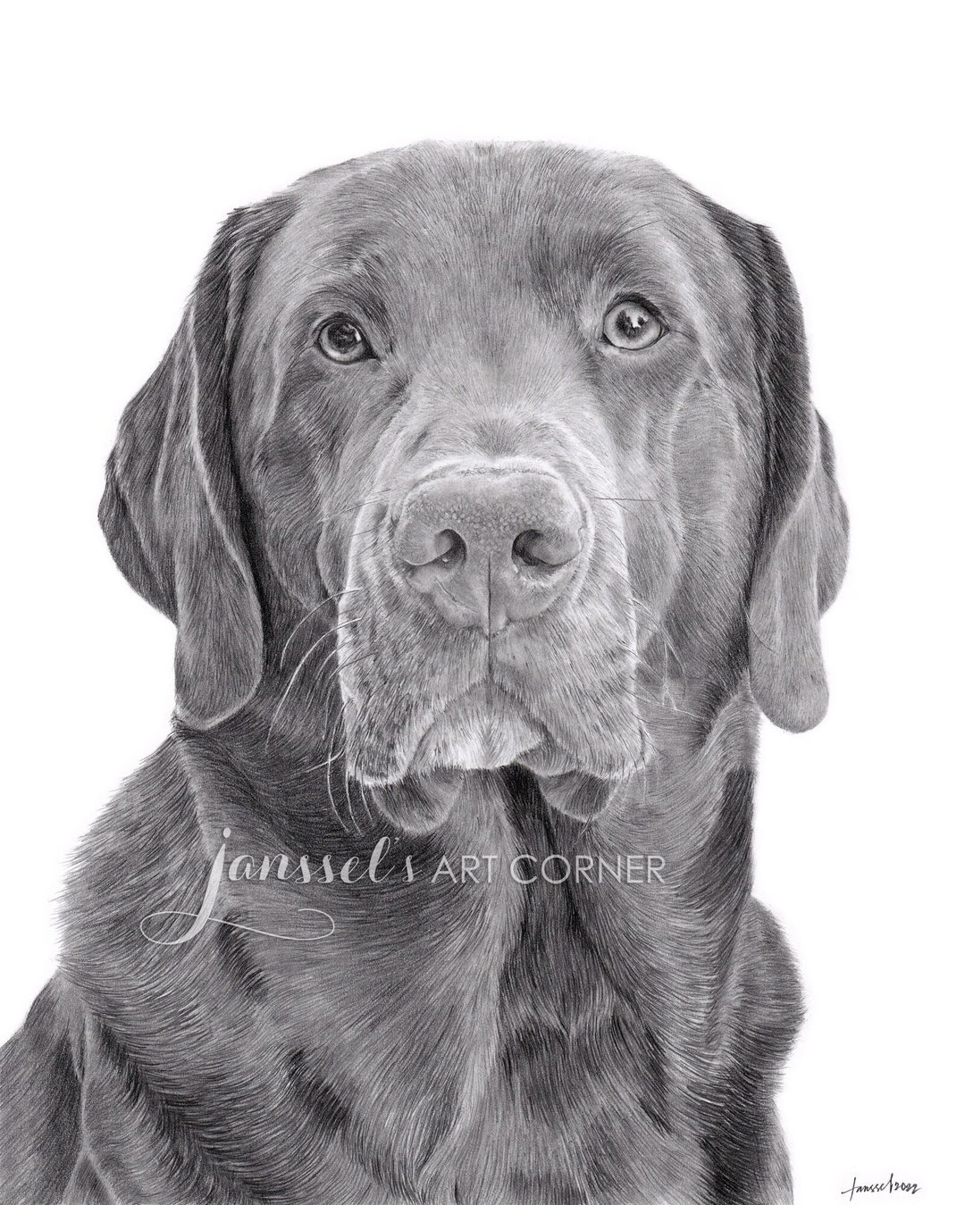 Custom Pencil/graphite Hand Drawing Pet Portrait Commissioned - Etsy