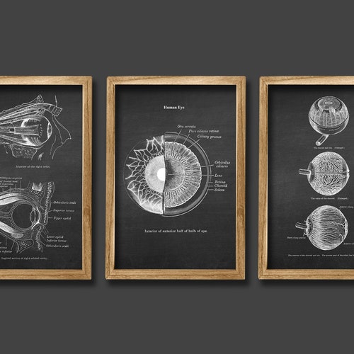 Ophthalmologist Gift Ophthalmology Art Set of 4 Prints - Etsy