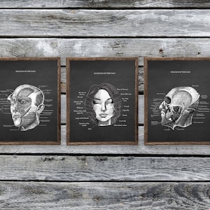 Facial Muscles Anatomy Chart Posters Art Set of 3 Unframed Art Prints ...
