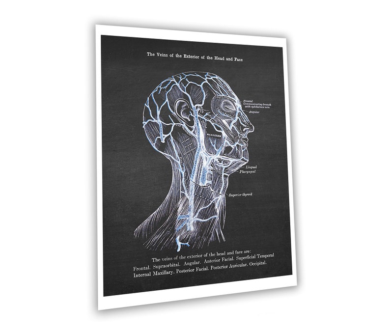 Facial Anatomy Posters Blood Vessels of Head and Face Set of 3 - Etsy