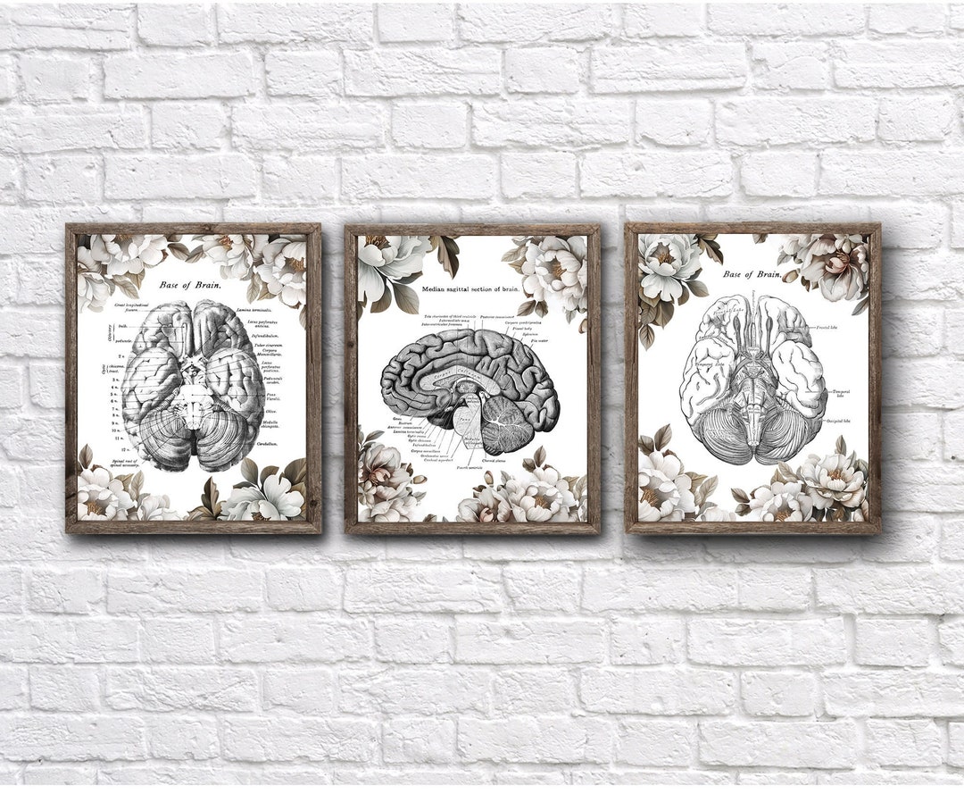 Anatomy of Human Brain Prints, Set of 3, Floral Decor - Etsy