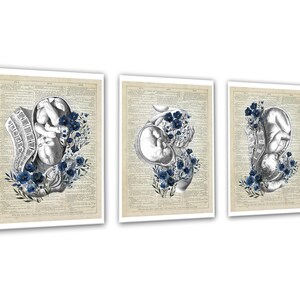 Obstetrics Office Wall Decor Set of 3 Pregnancy Anatomy With Blue ...